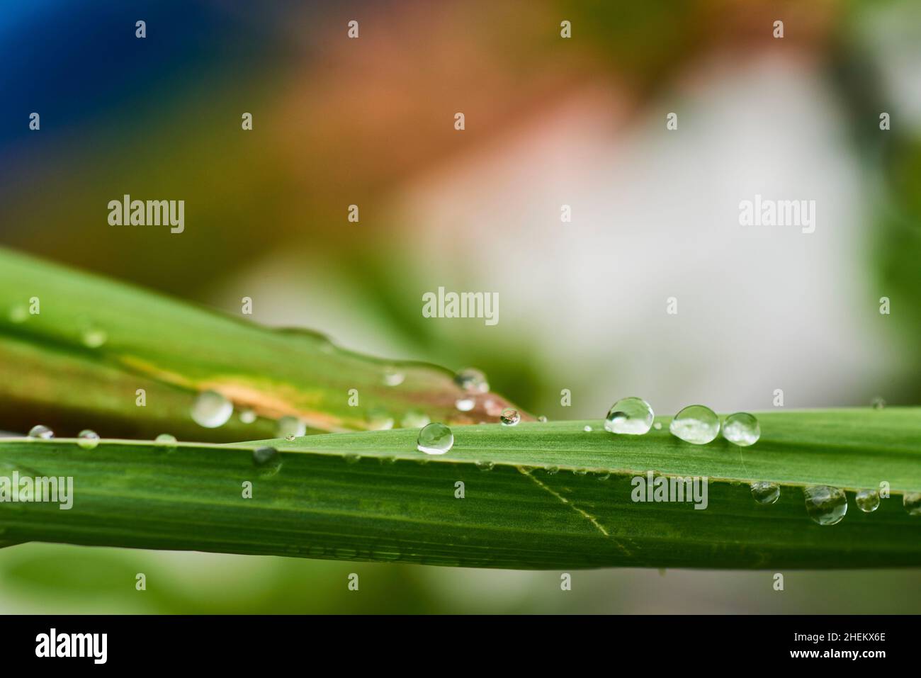 Plant stem and water hi-res stock photography and images - Alamy