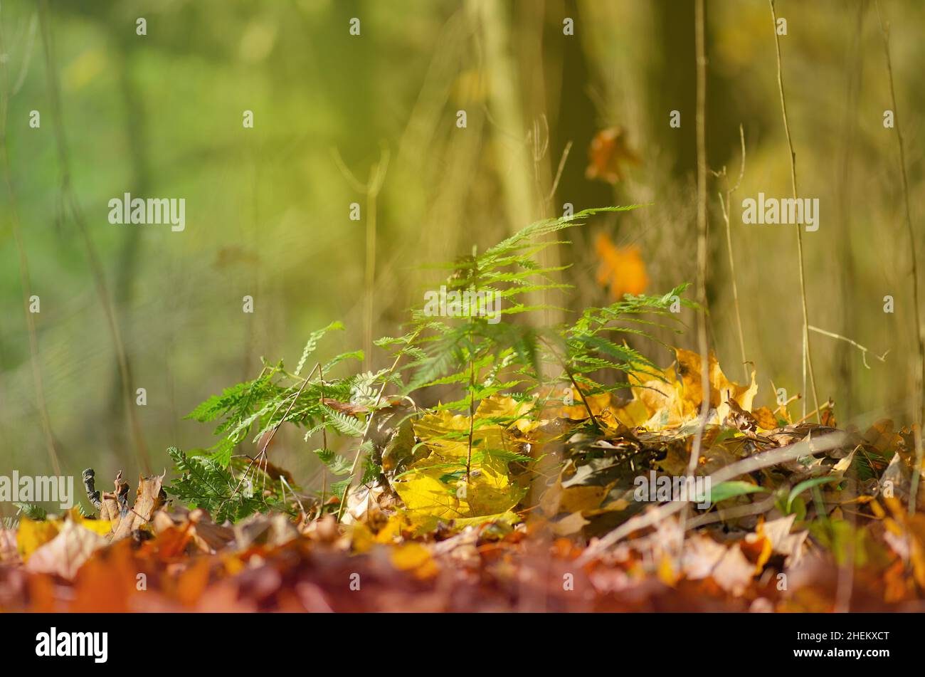Autumn leaves falling and spinning. Beautiful colored autumn leaves ...