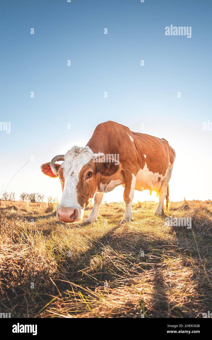 Happy single cow in the meadow during summer sunset. Grazing cows on ...