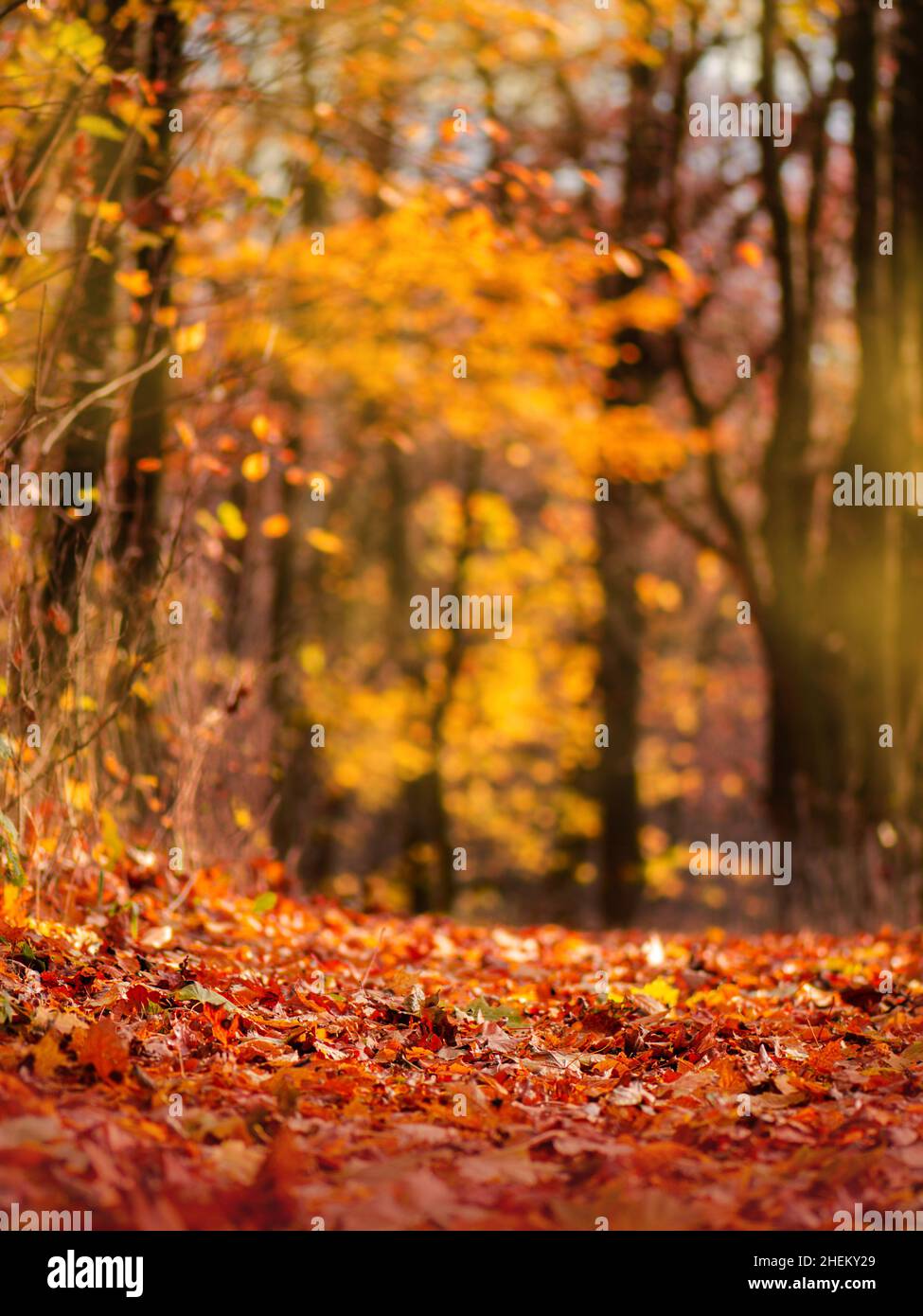 Autumn leaves falling to the ground. Autumn tree leaves falling on ...