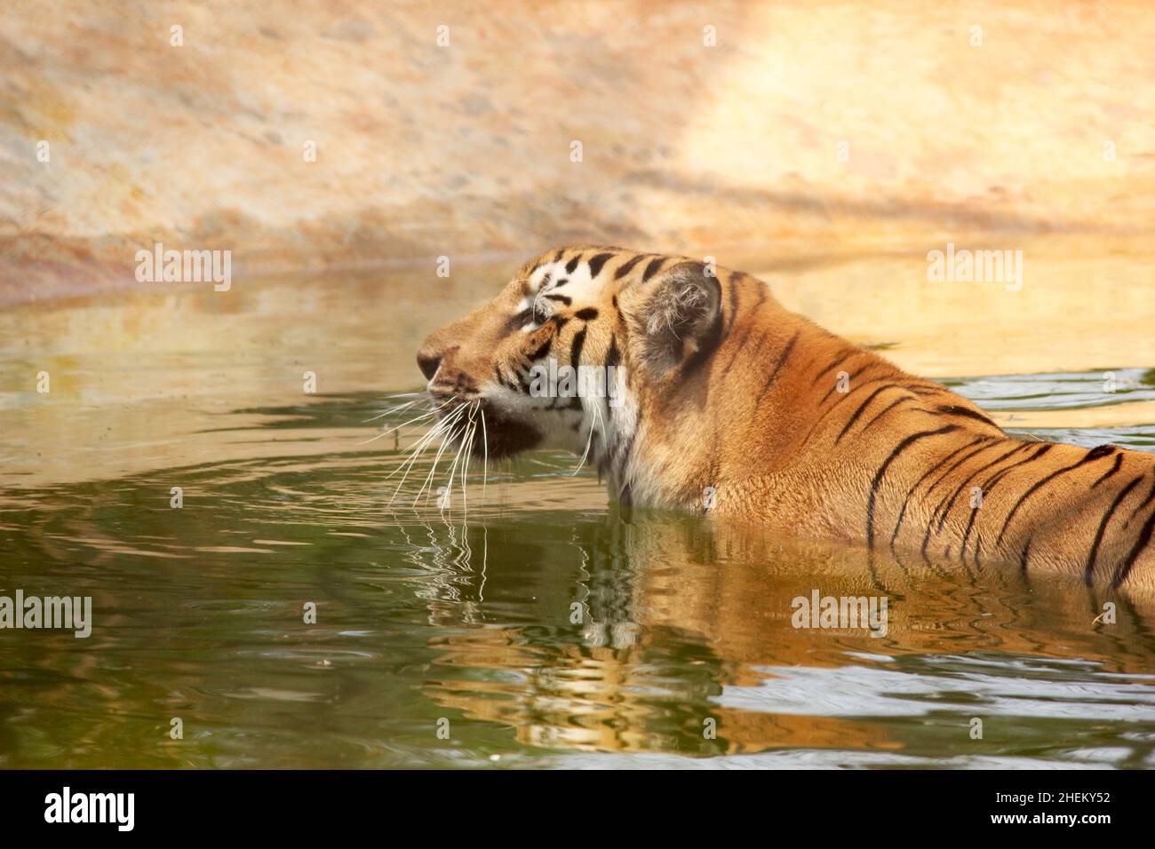 Royal Bengal Tiger Chilling in water at Vandalur zoo Stock Photo - Alamy