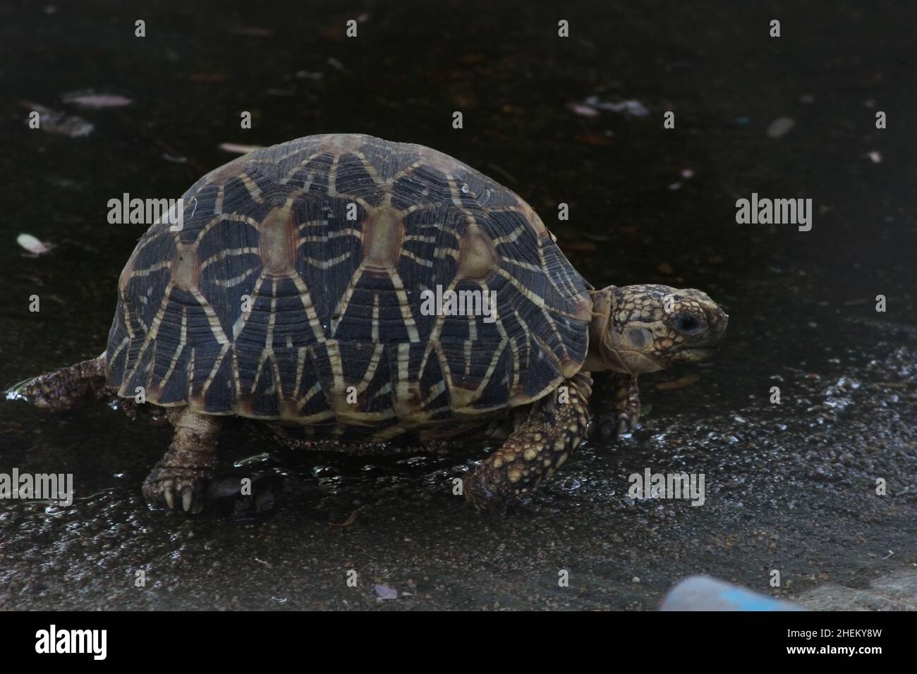 Little turtles hi-res stock photography and images - Alamy