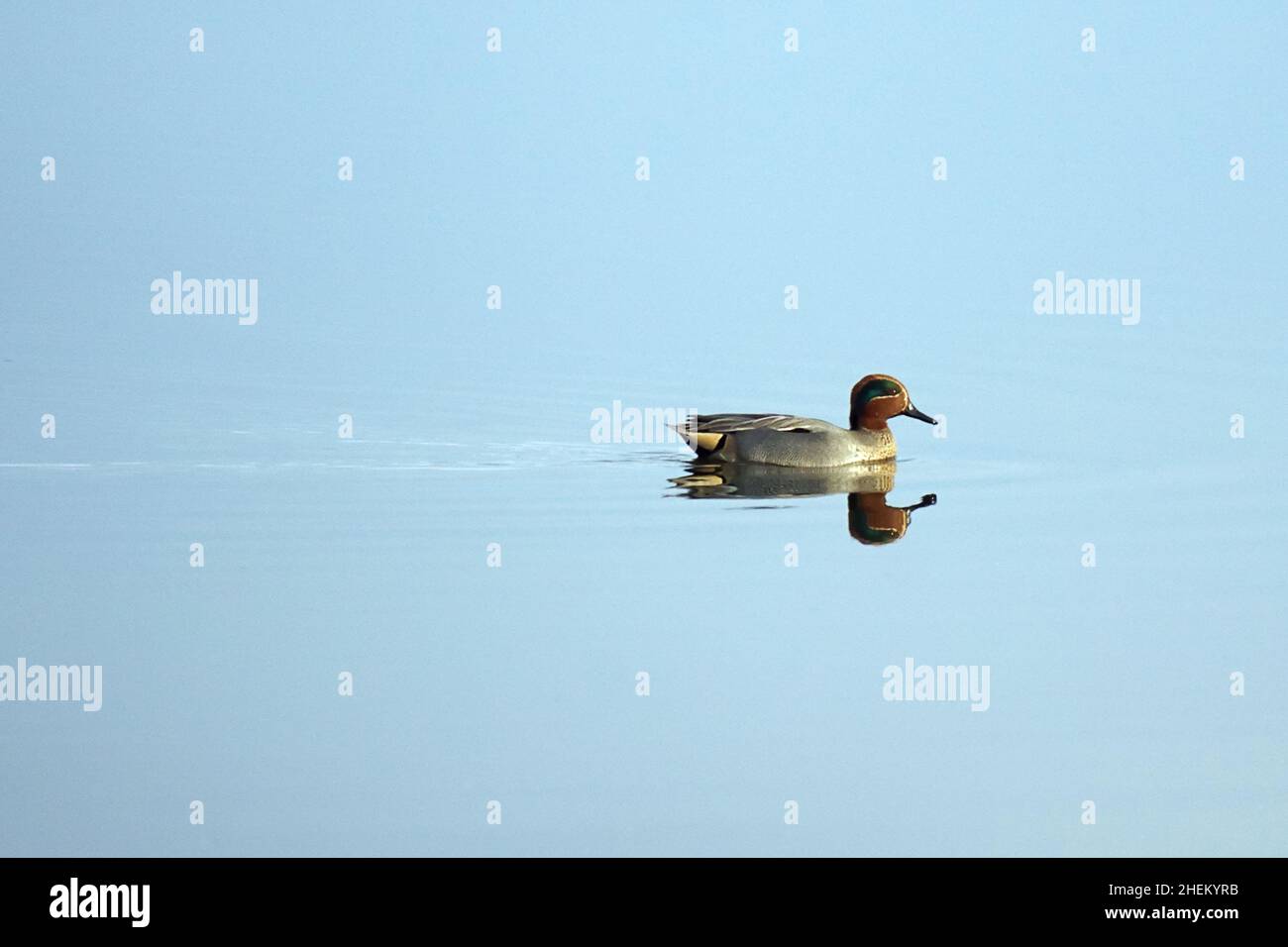 Teal duck hi-res stock photography and images - Alamy