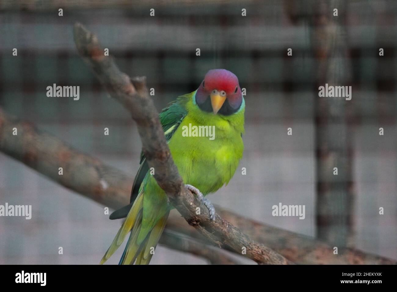 Beautiful Parrot Looking to the Camera Posing Stock Photo - Alamy
