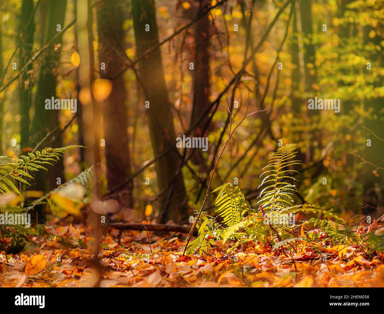 Colorful beautiful background of fallen leaves. Yellow, orange, red ...