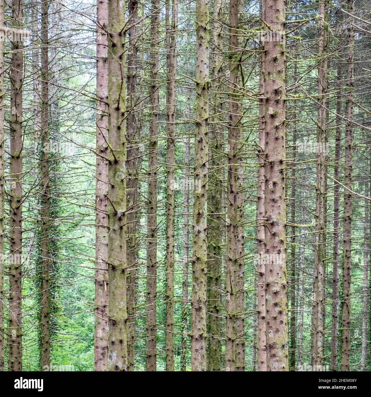 Soft background of trees hi-res stock photography and images - Alamy