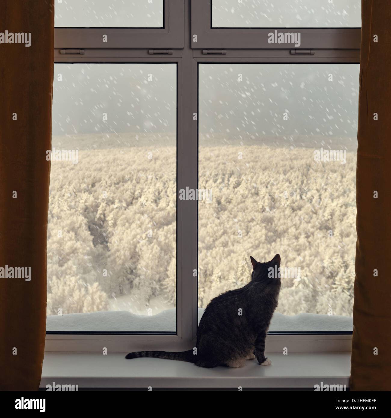 Gray cat at a winter window with trees in the snow. Pet on the window ...