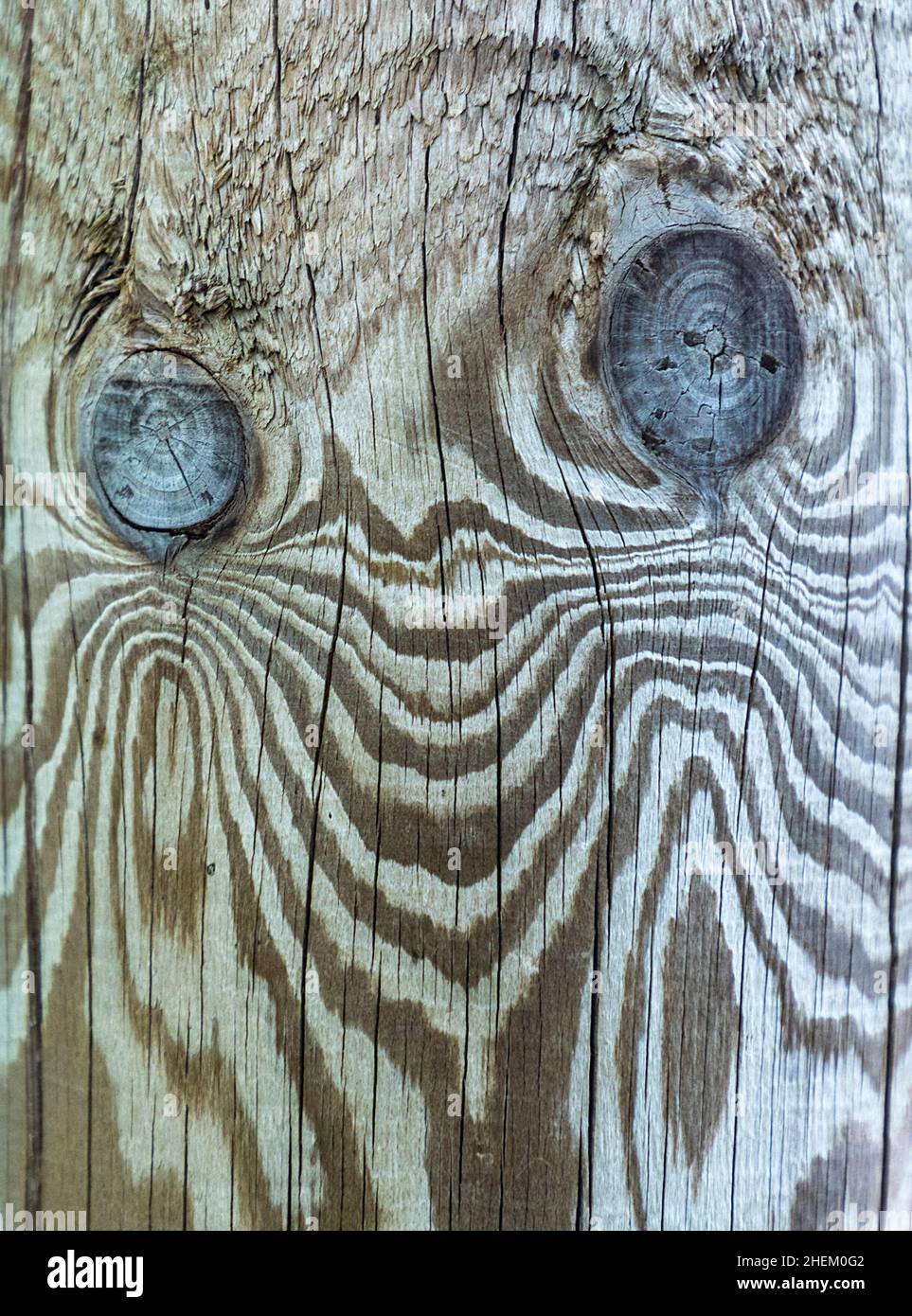 old cutted tree has a structure like a positive looking face with eyes ...