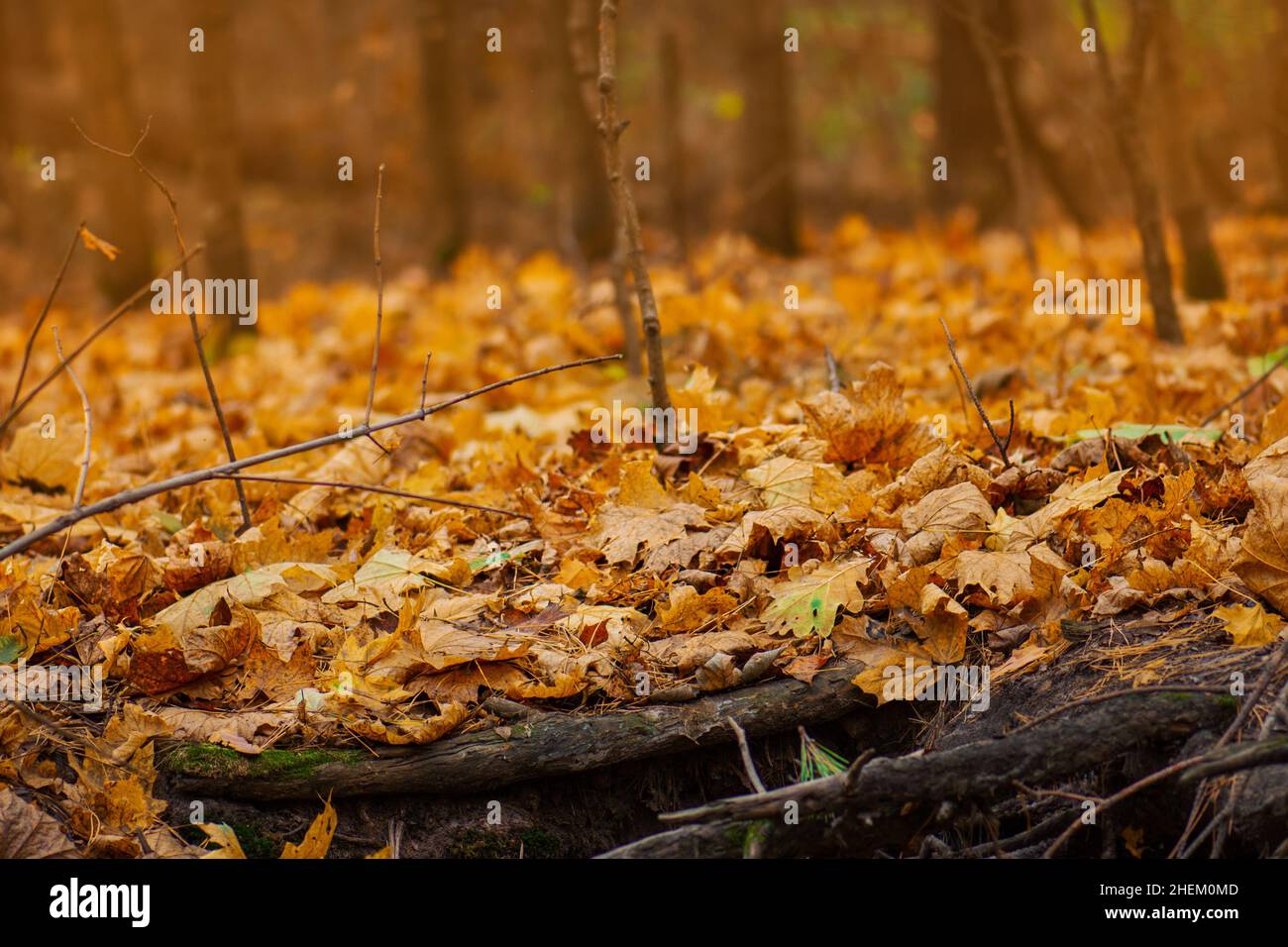 Colorful texture of autumn leaf. Fallen forest leaves on ground. Autumn leaves everywhere on the ...