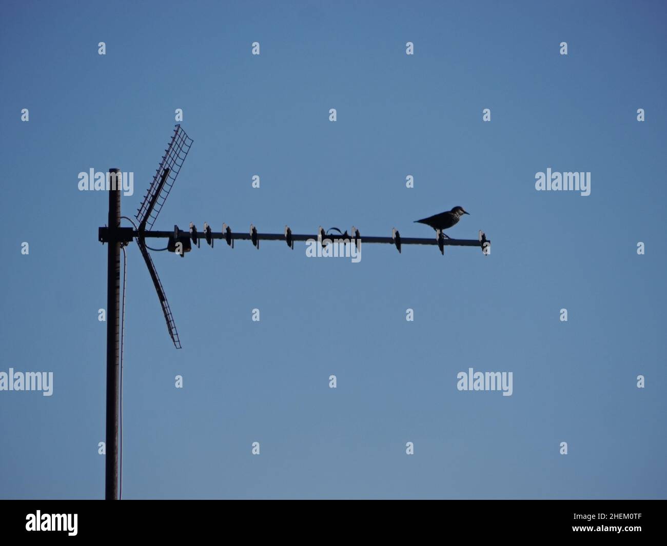 Programming bird hi-res stock photography and images - Alamy