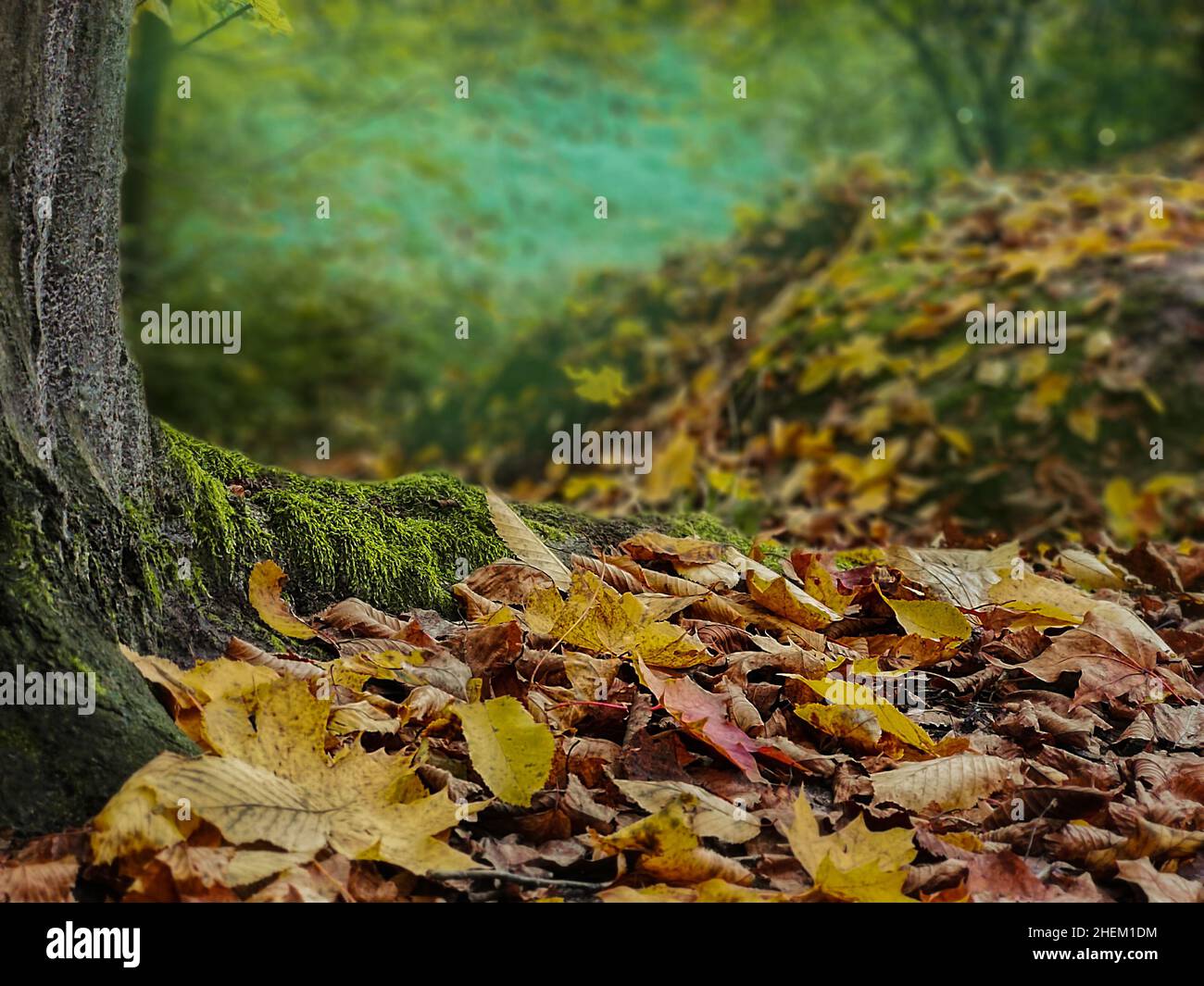 Autumn forest trees leaves and green grass. Patterns of colorful leaves ...