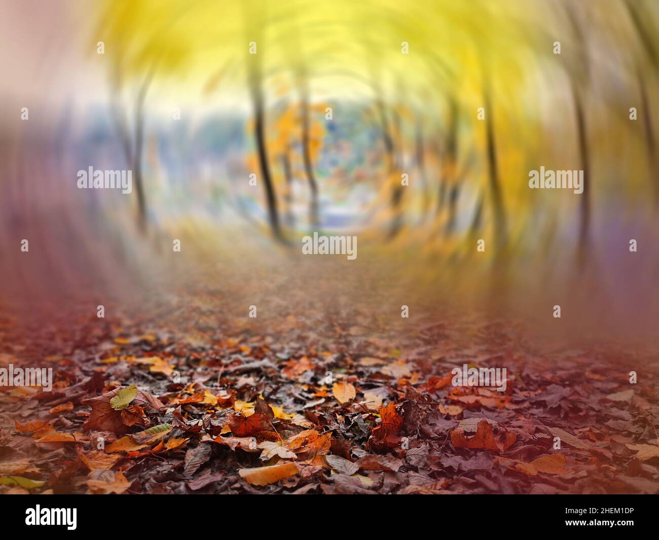 Wind blowing yellow leaves in autumn bright woods. Background with ...