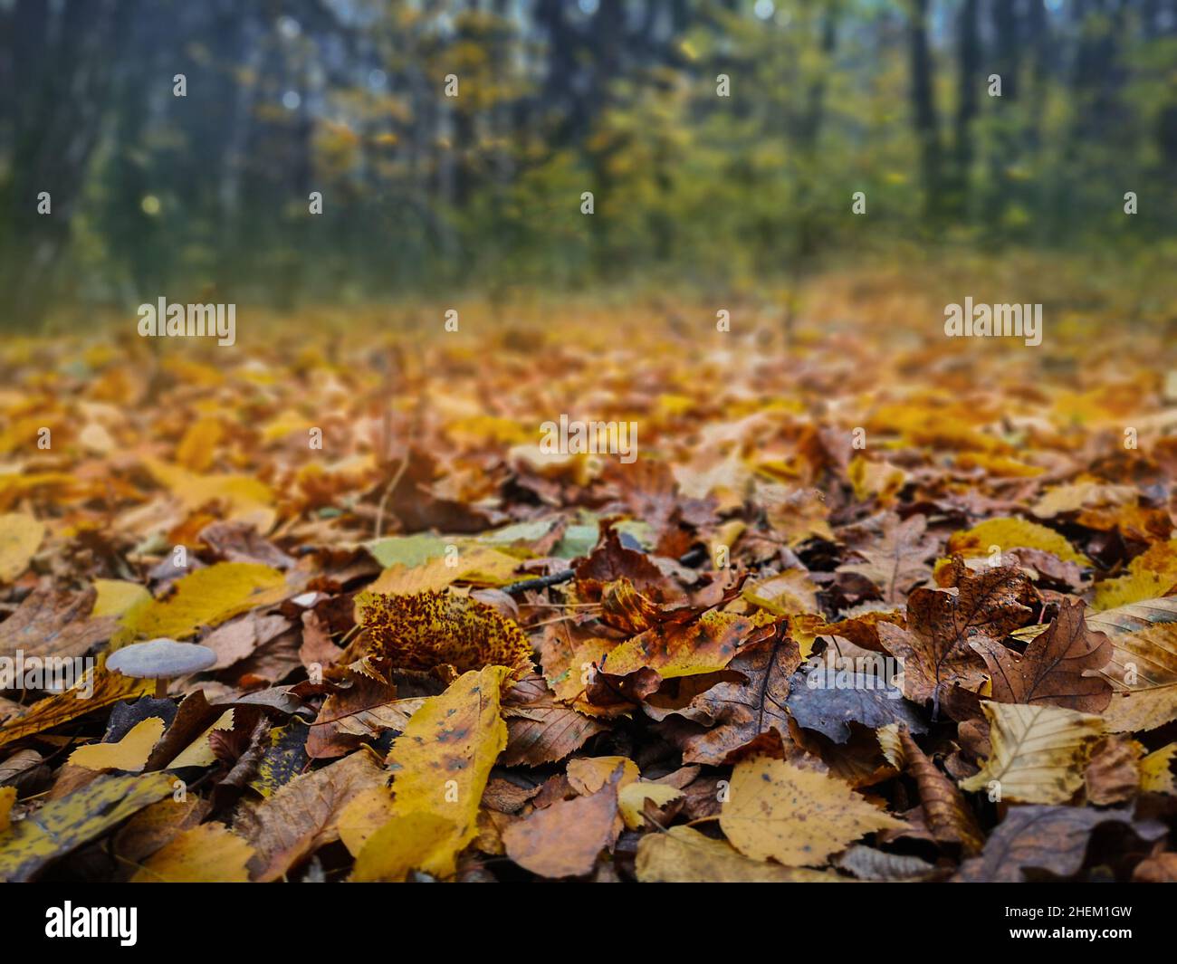Botanical floral autumn backdrop. Autumn, fall, thanksgiving day ...
