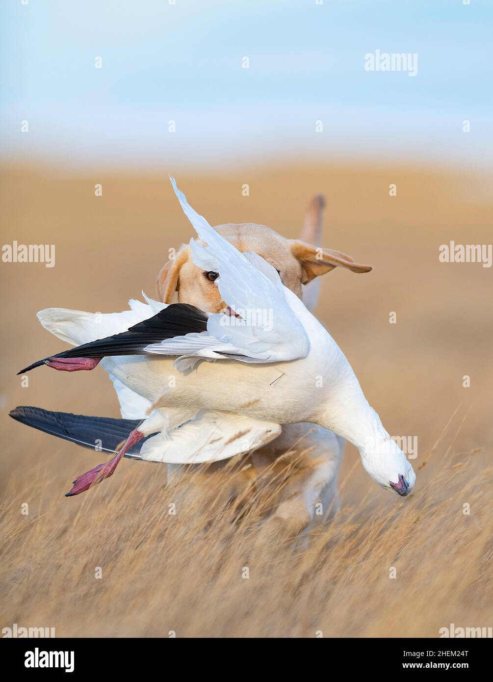 A Labrador Retriever with a Snow goose on the ND prairie Stock Photo ...
