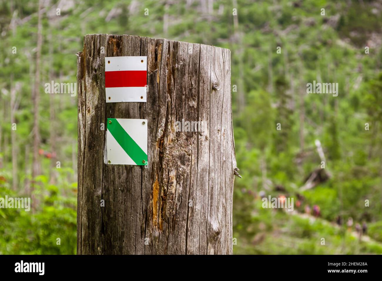Red and Green tourist sign on a tree. Designation of tourist routes in ...