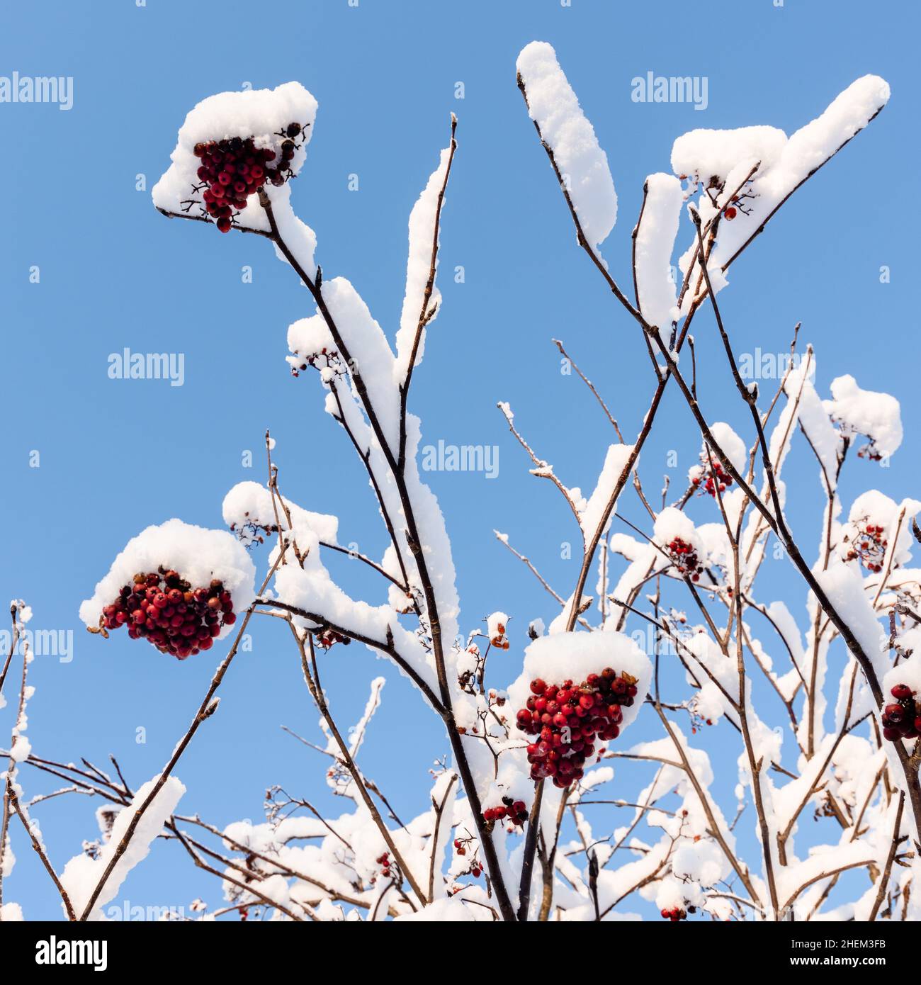 Snowy tree branches (european rowan, sorbus aucuparia, with fruit Stock ...