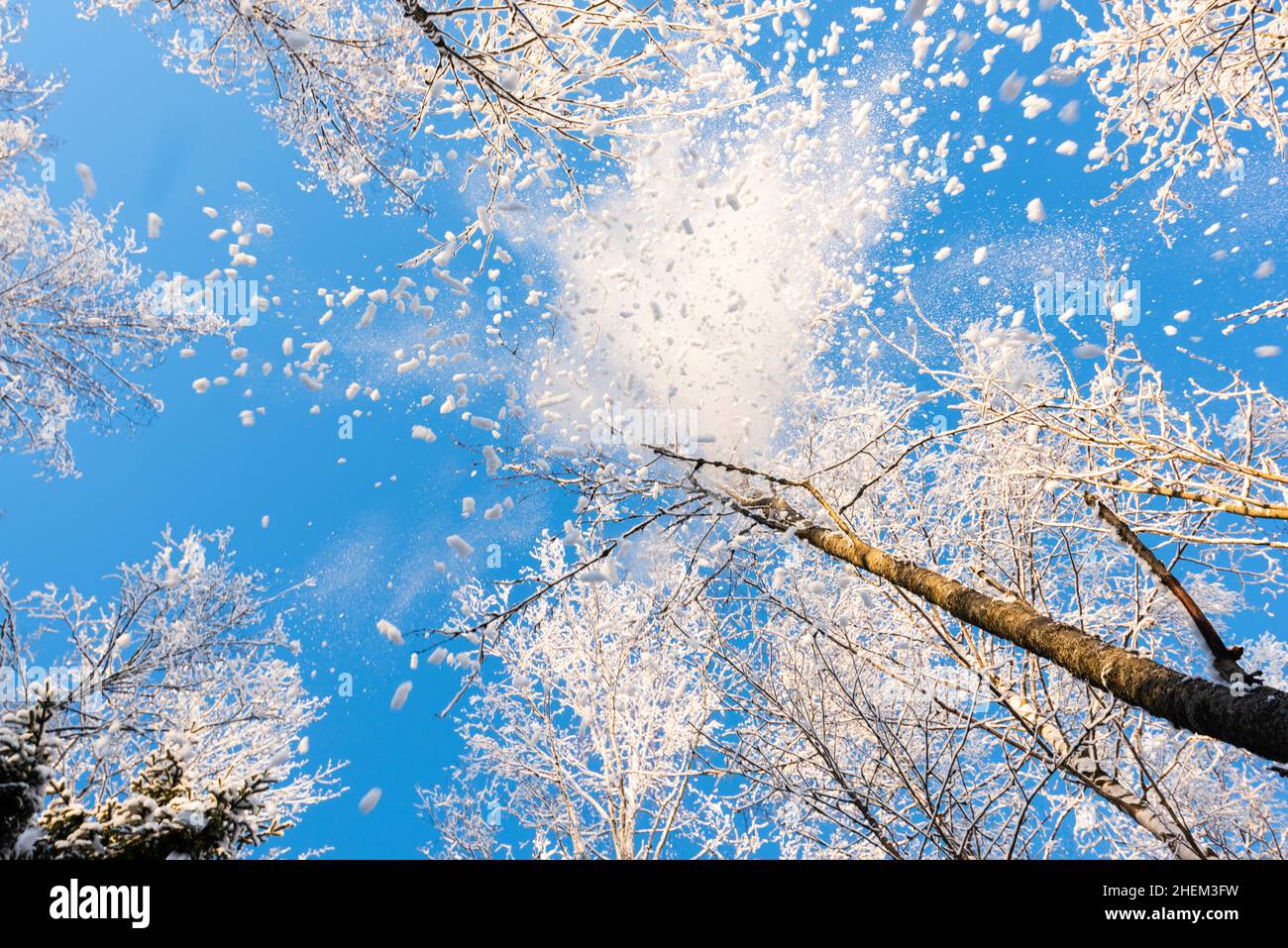 Falling out of tree hi-res stock photography and images - Alamy