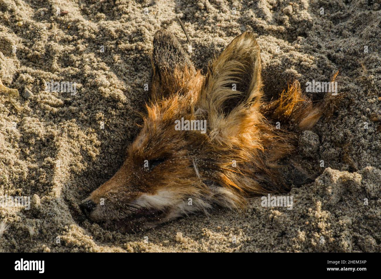 Dead fox in the sand Stock Photo - Alamy