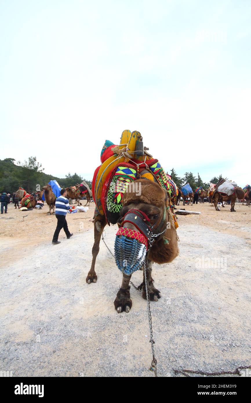 Bodrum, Turkey - 03 January 2016: Traditional camel wrestling is very ...