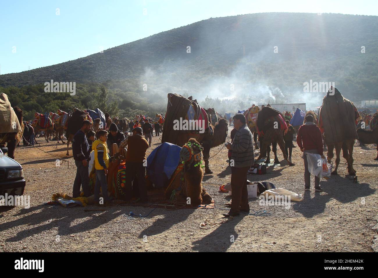 Bodrum, Turkey - 03 January 2016: Traditional camel wrestling is very ...