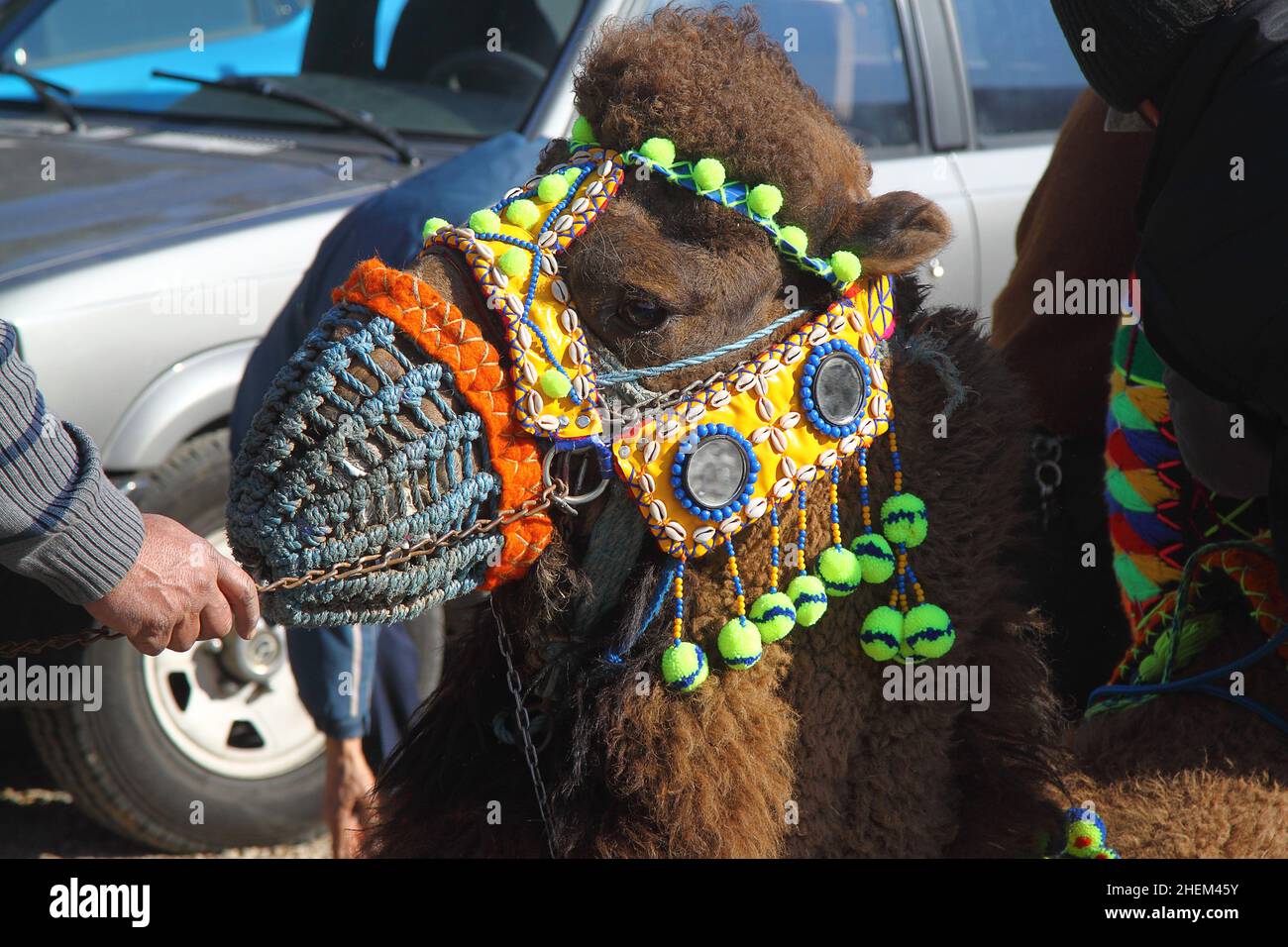 Bodrum, Turkey - 03 January 2016: Traditional camel wrestling is very ...
