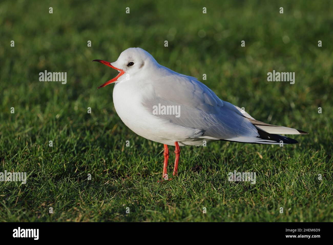 Open beaked Black headed gull in winter plumage, Amble harbour. UK ...