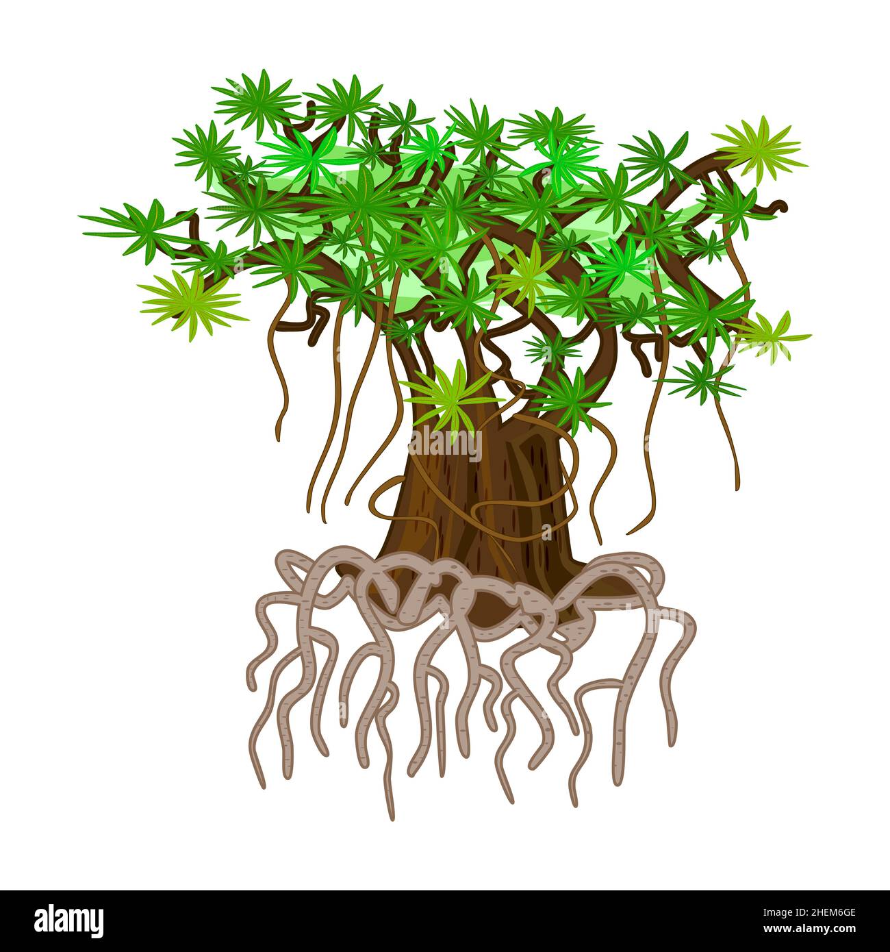 Rainforest root Cut Out Stock Images & Pictures - Alamy