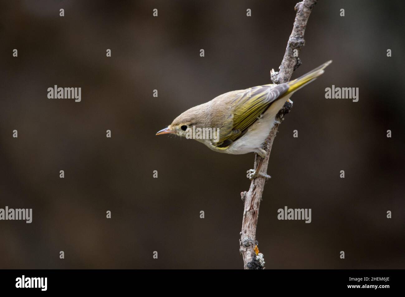 The papialbo mosquito is a species of passerine bird in the ...