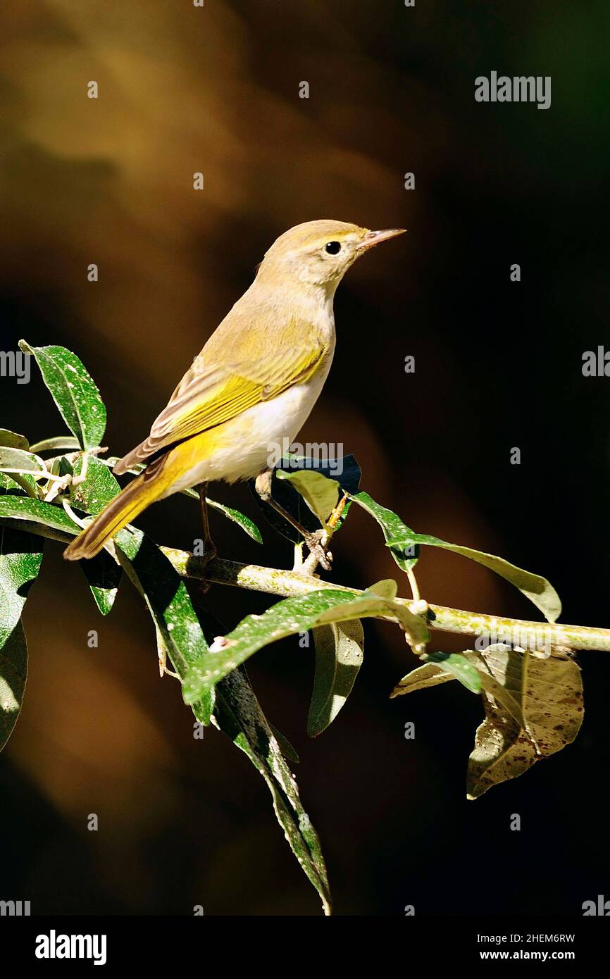 The papialbo mosquito is a species of passerine bird in the ...
