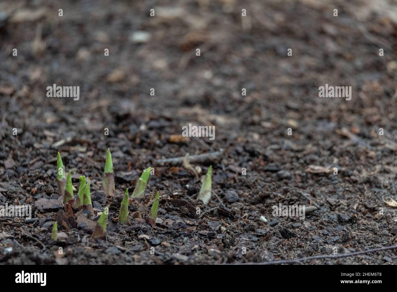 Hosta, emerging plants. Germinating bulb plants, spring in the garden ...
