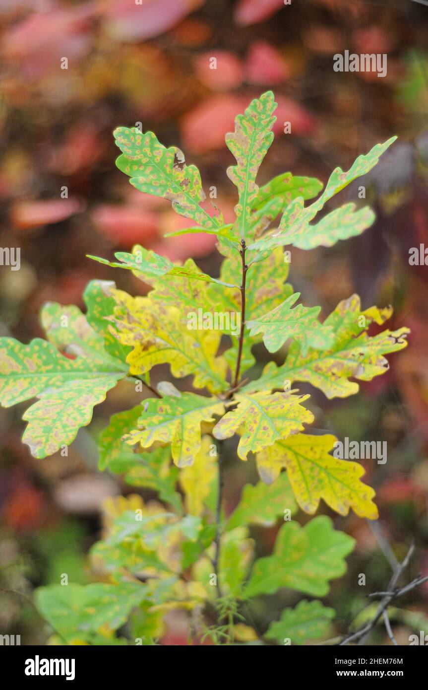 Young oak tree hi-res stock photography and images - Alamy