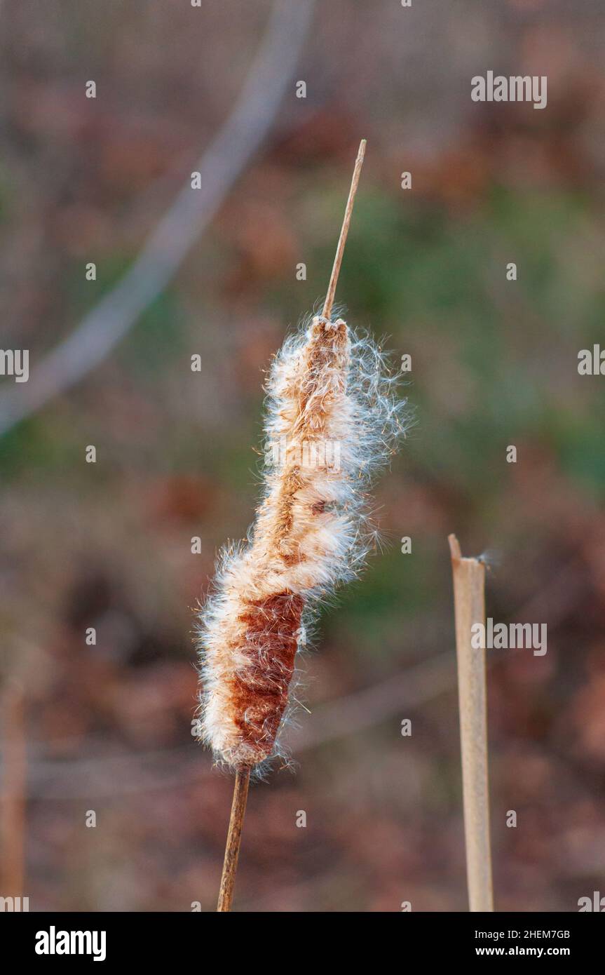 Fluffy cattail close-up with selective focus. Wild vegetation of rivers ...