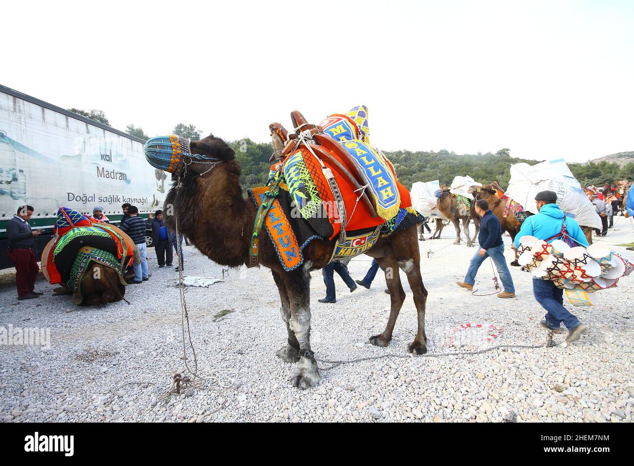 Bodrum, Turkey - 03 January 2016: Traditional camel wrestling is very ...