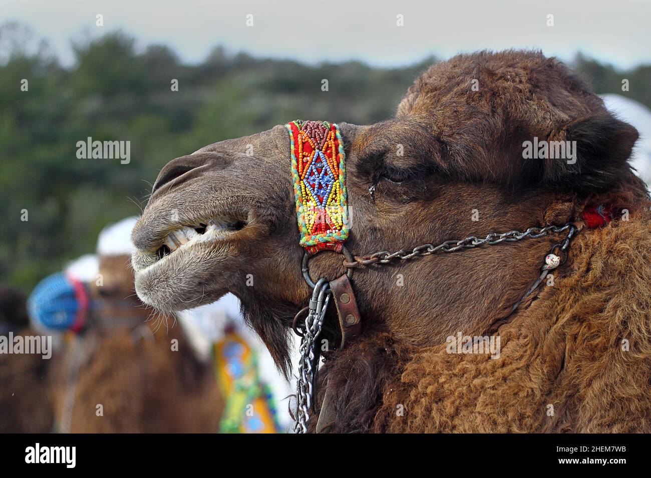 Bodrum, Turkey - 03 January 2016: Traditional camel wrestling is very ...