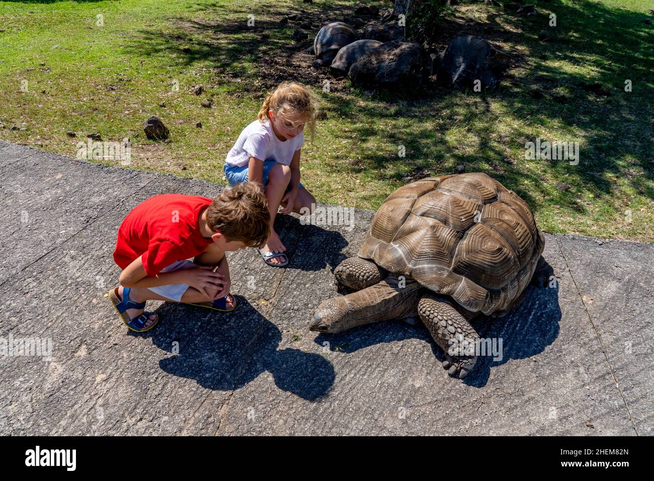 Close-up of the girl and boy playing with giant turtle on the safari ...