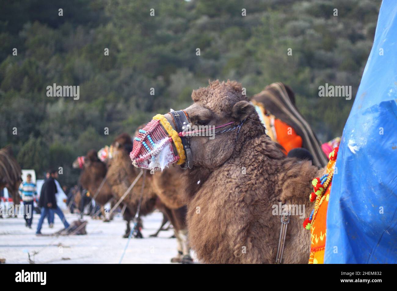 Bodrum, Turkey - 03 January 2016: Traditional camel wrestling is very ...