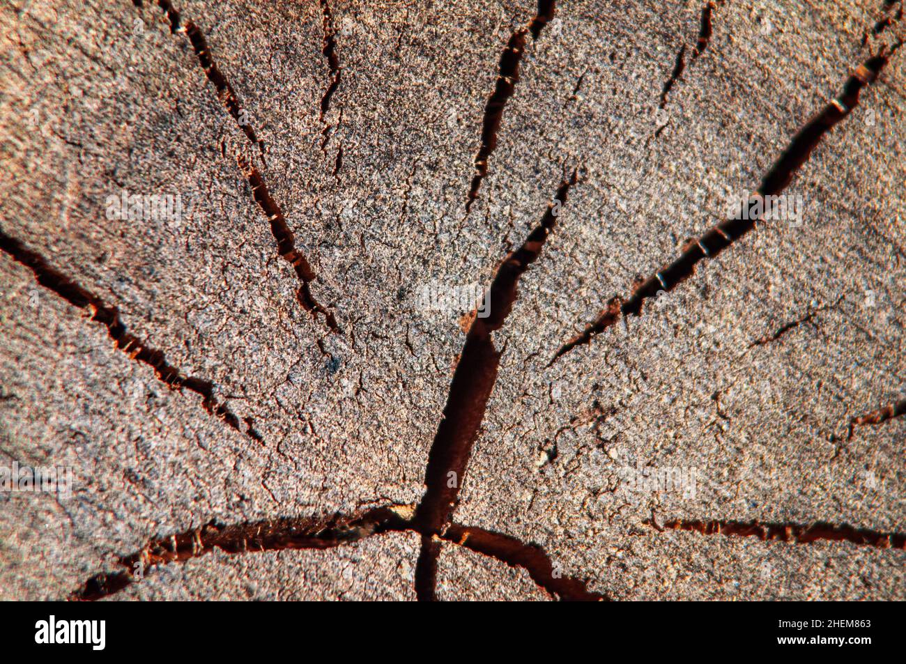The texture of a cut of a tree with cracks and annual rings, close-up ...