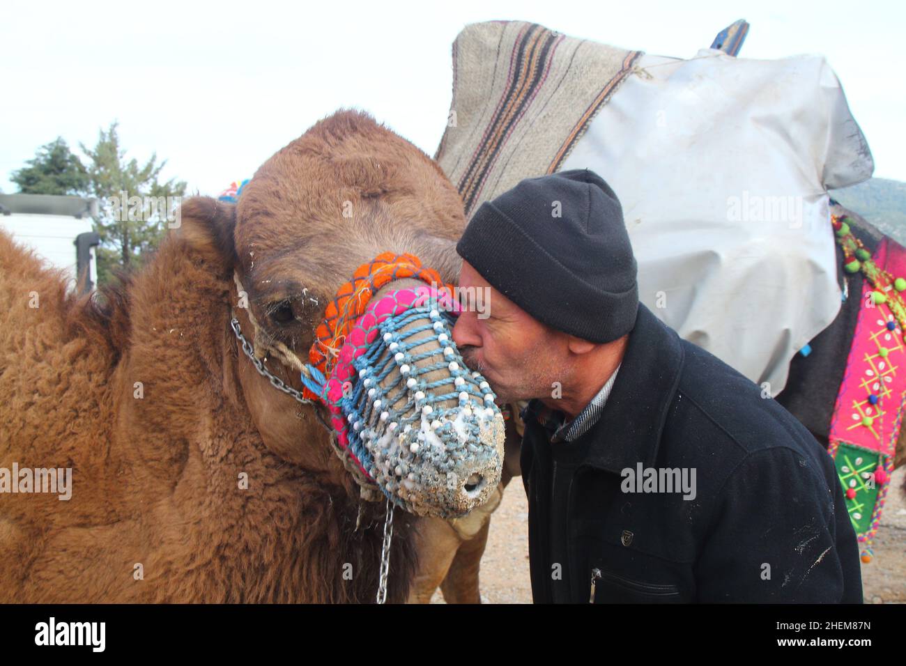 Bodrum, Turkey - 03 January 2016: Traditional camel wrestling is very ...