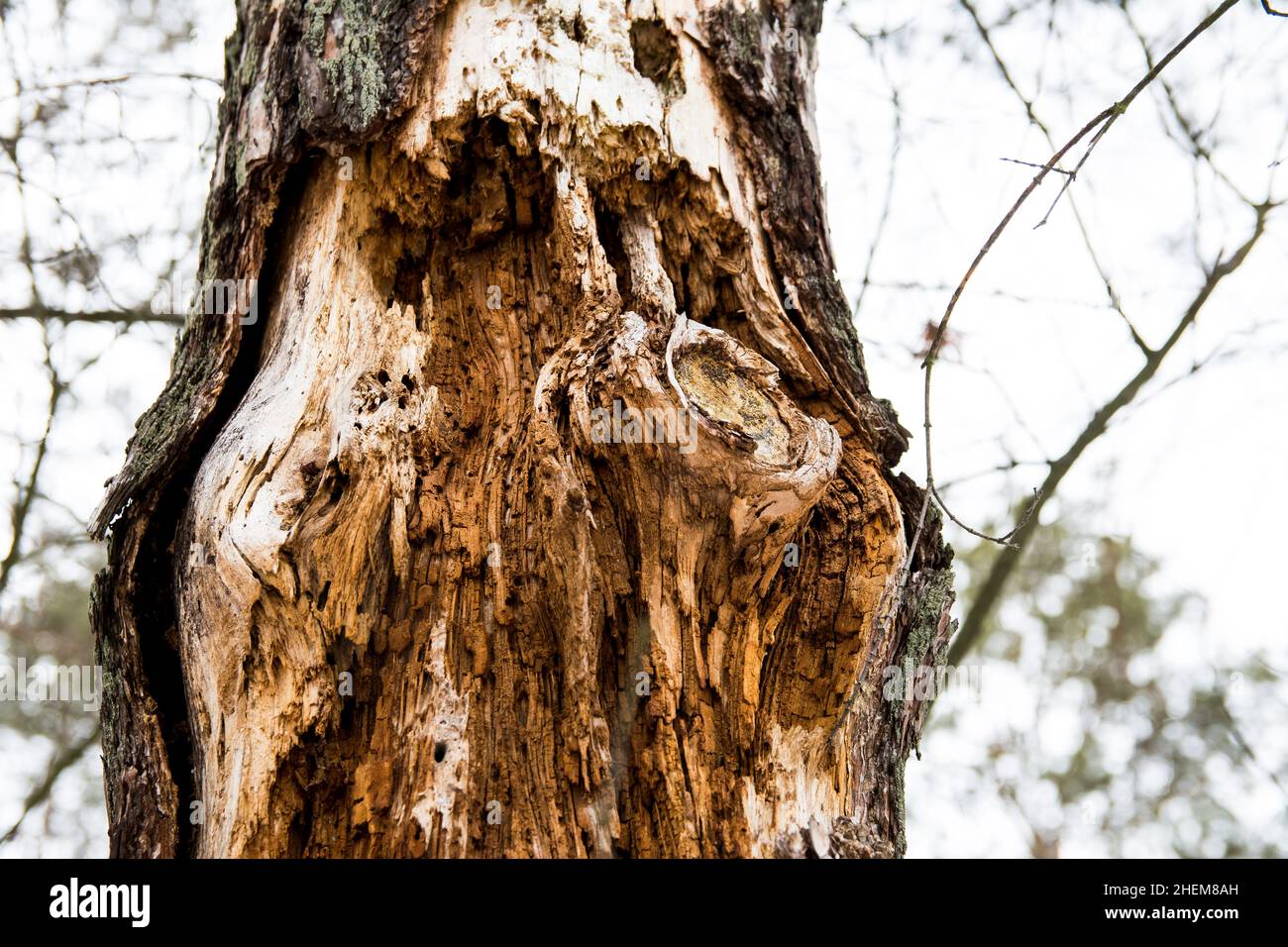 Rotten old tree in the forest close-up image. Touchwood, punk wood ...