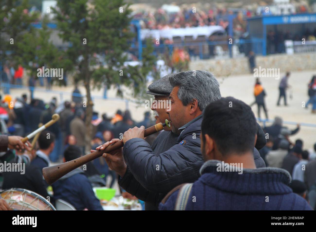 Bodrum, Turkey - 03 January 2016: Traditional camel wrestling is very ...