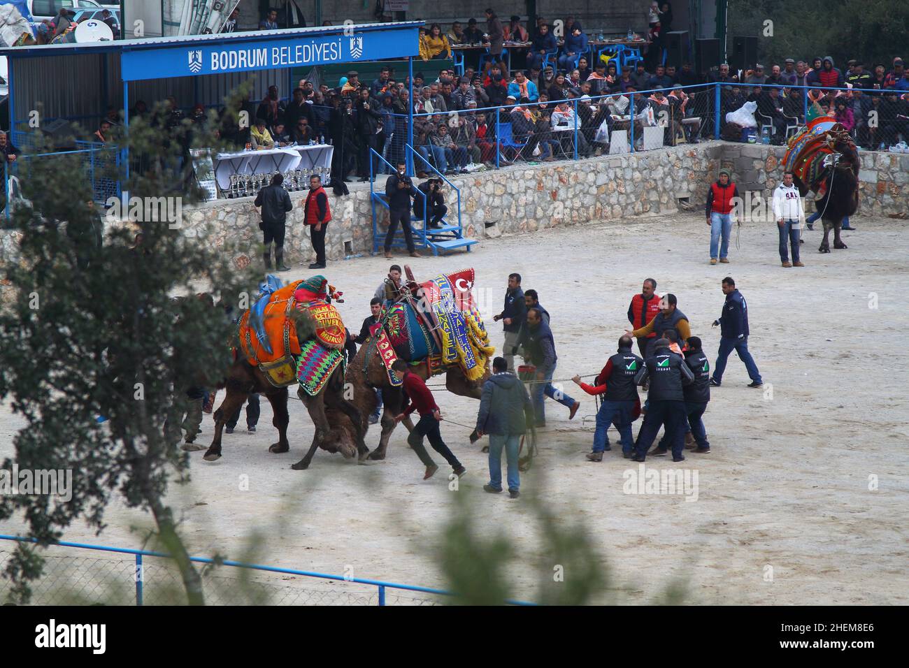 Bodrum, Turkey - 03 January 2016: Traditional camel wrestling is very ...