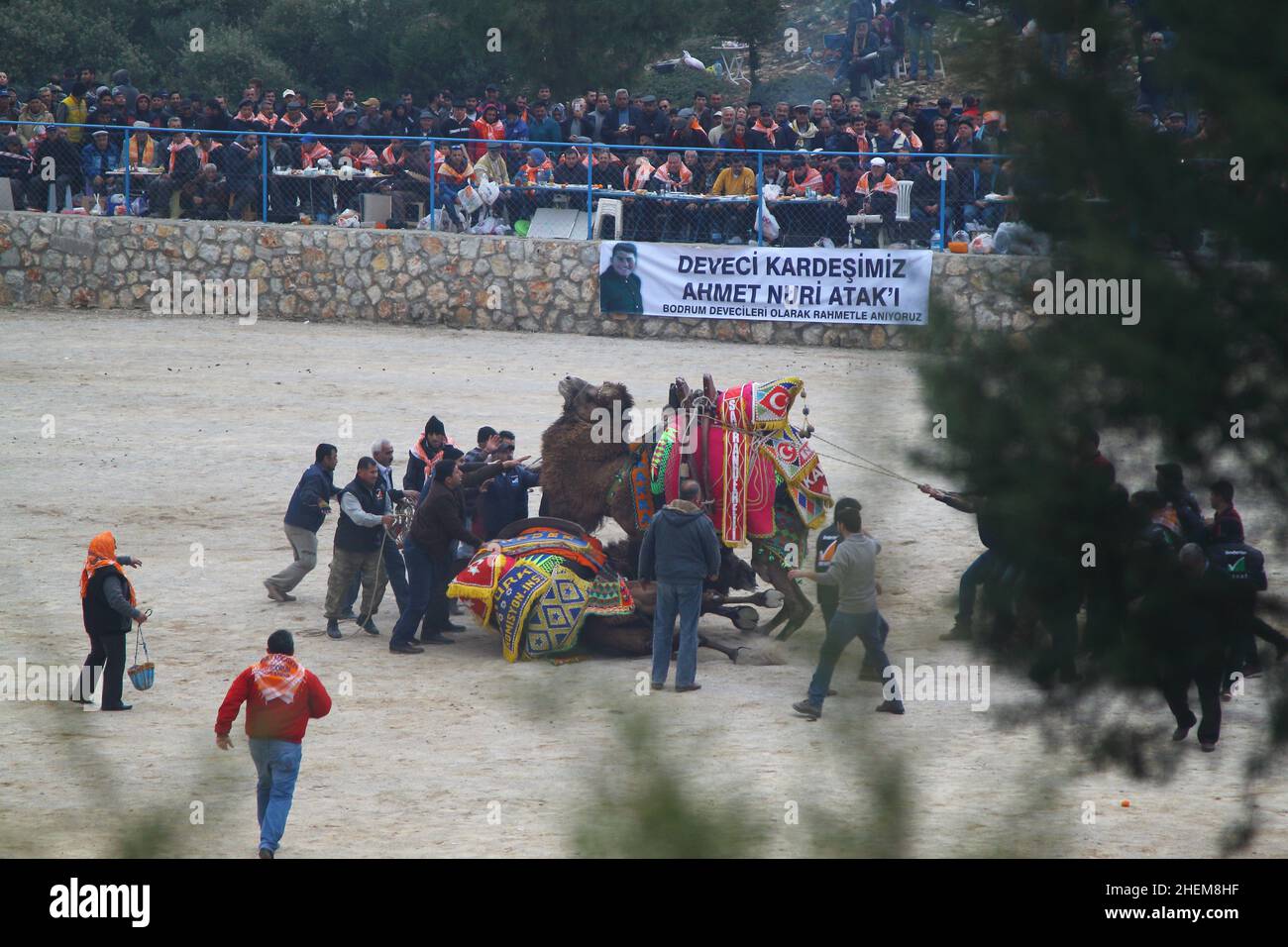 Bodrum, Turkey - 03 January 2016: Traditional camel wrestling is very ...