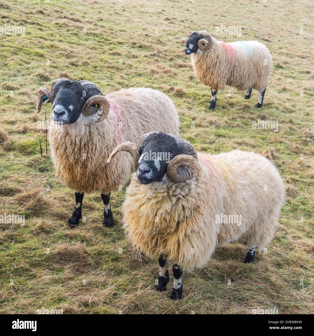 Sheep mating hi-res stock photography and images - Alamy