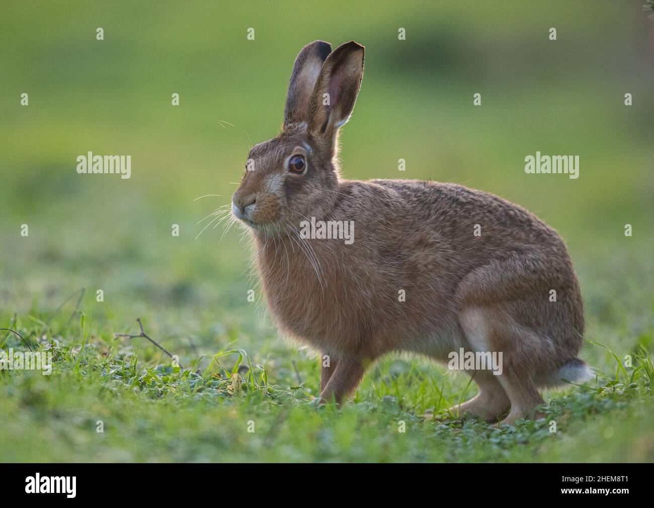 A close up of a wild Brown Hare. Side on, looking at the camera showing ...