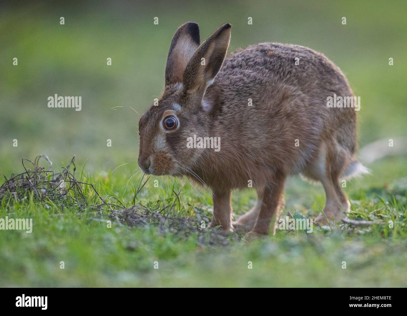 A very close up shot of a wild Brown Hare. Side on looking at the ...