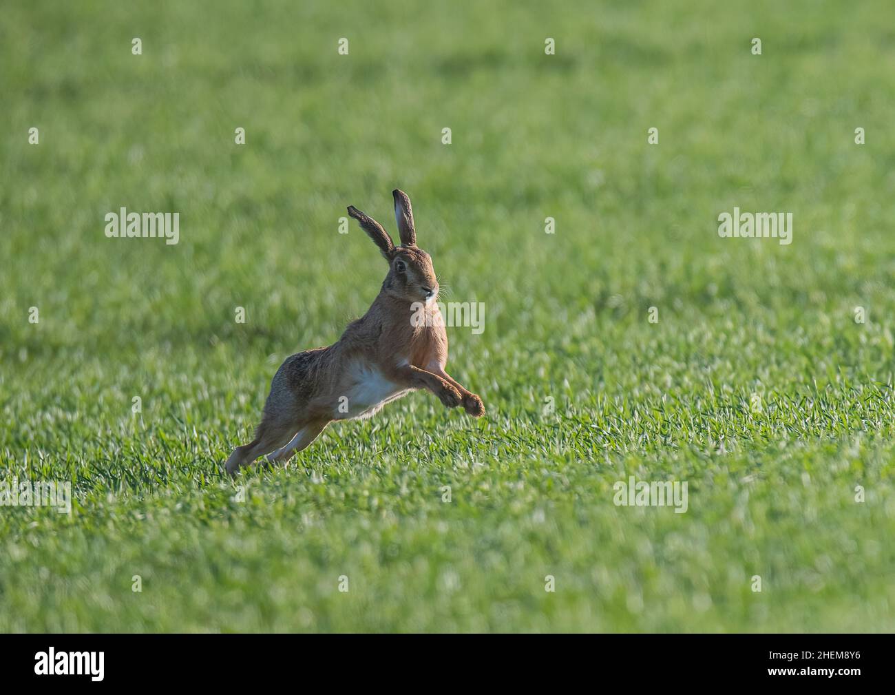 Brown Hare showing the need for speed across the farmers wheat. It ...
