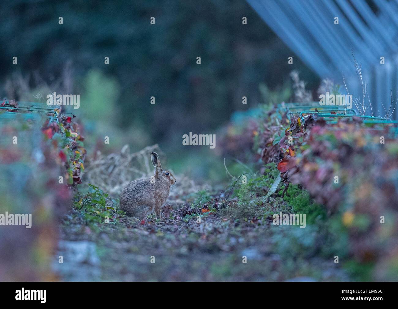 A wild Brown Hare sheltering from the cold in the farmers poly tunnel ...