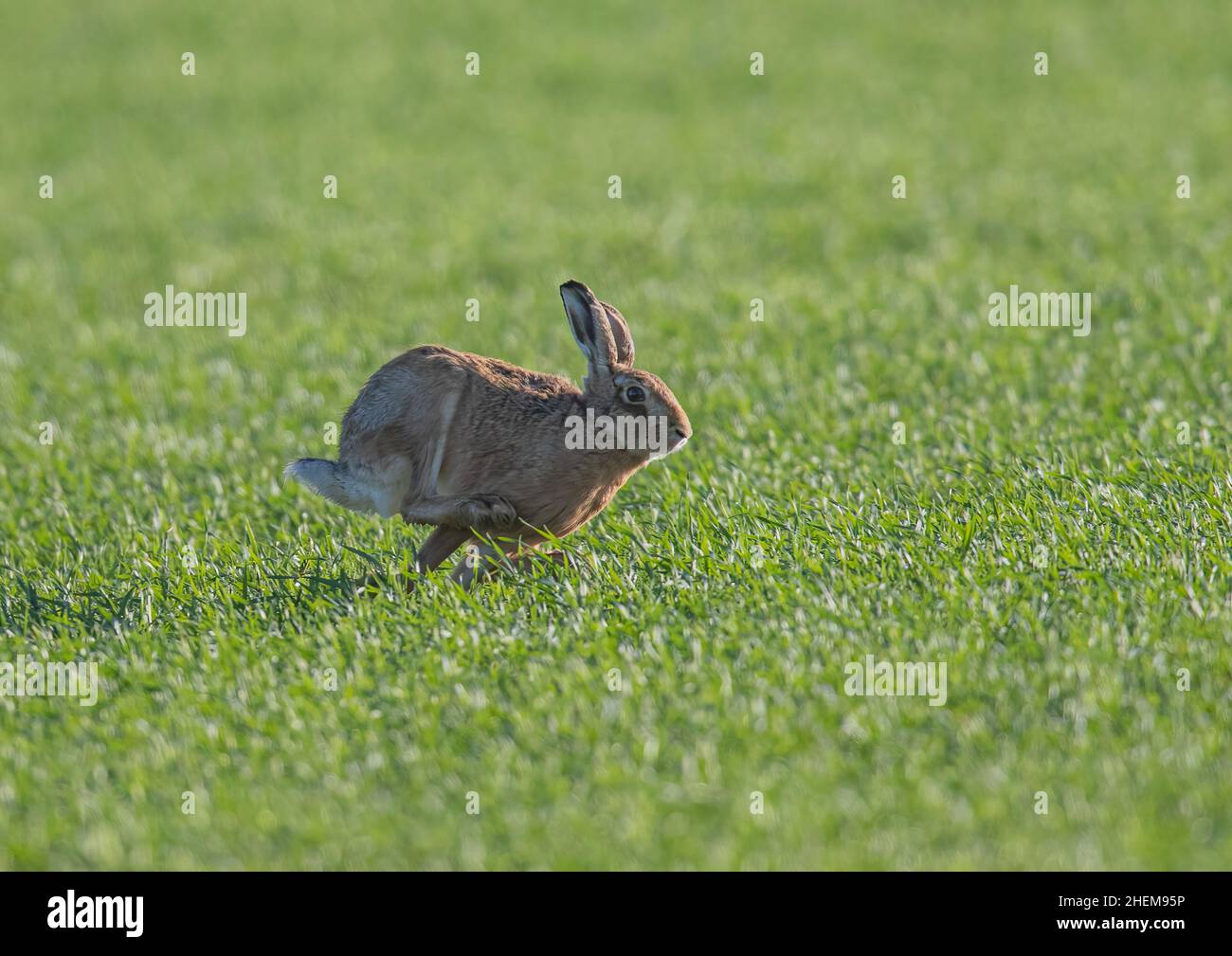 Brown Hare showing the need for speed across the farmers wheat. It ...