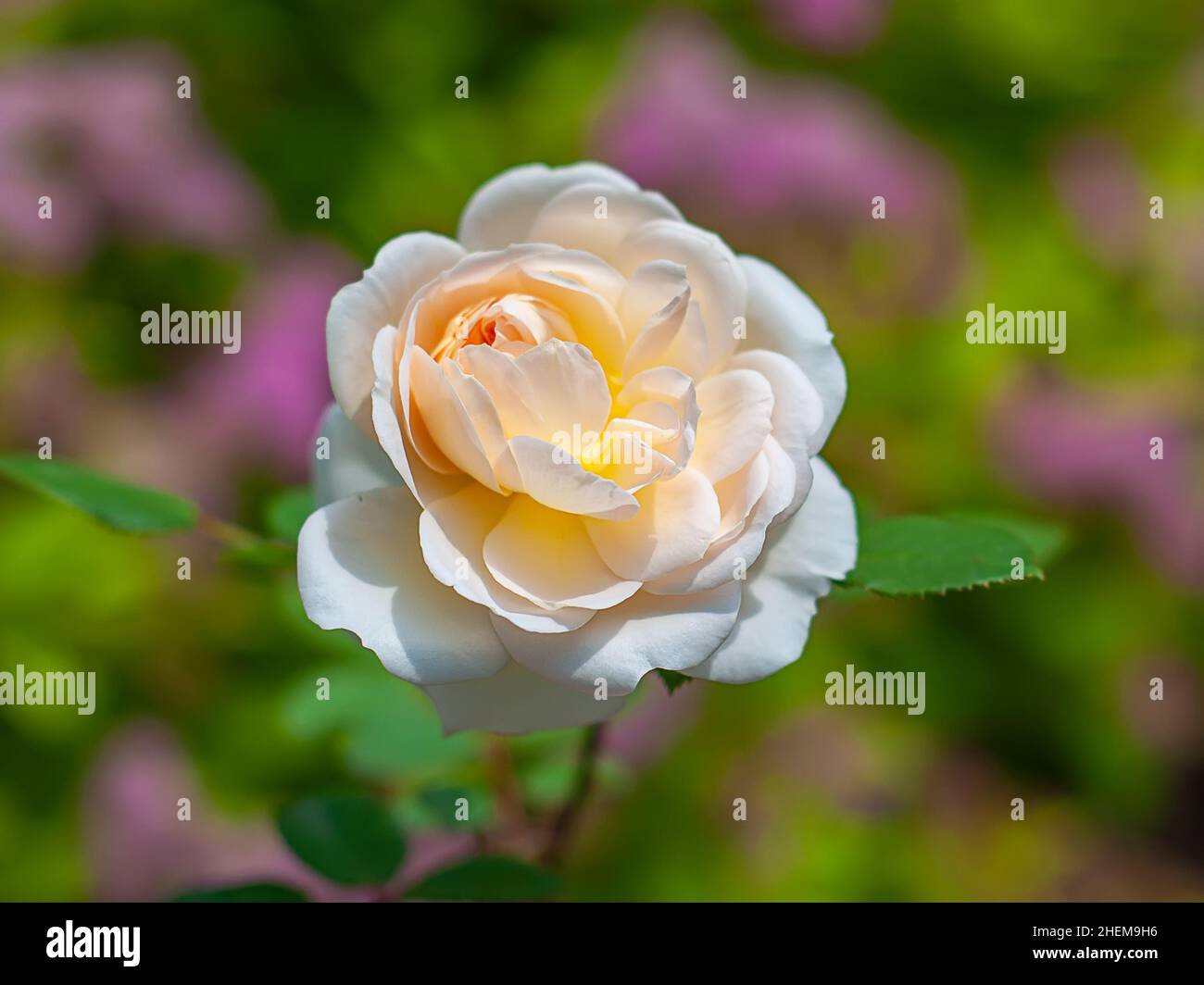 English variety Crocus Rose, delicate white flower with inner glow of ...