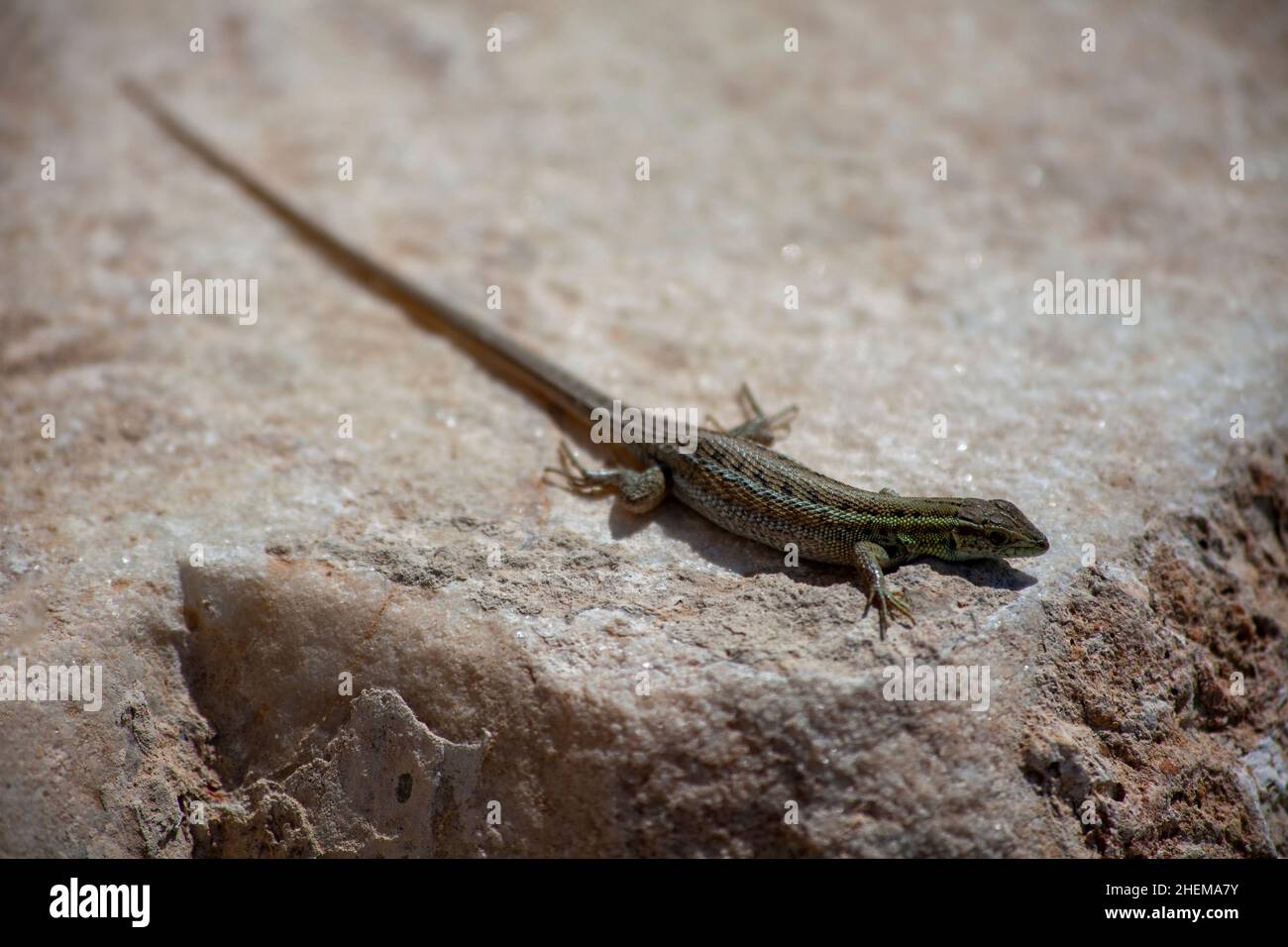 Animal nature brown reptile hi-res stock photography and images - Alamy